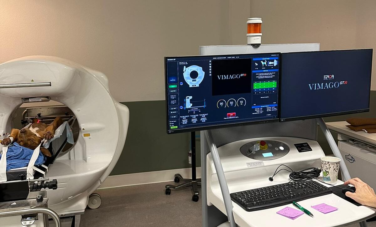 Pet CT scan: when to get one - All4petshospital